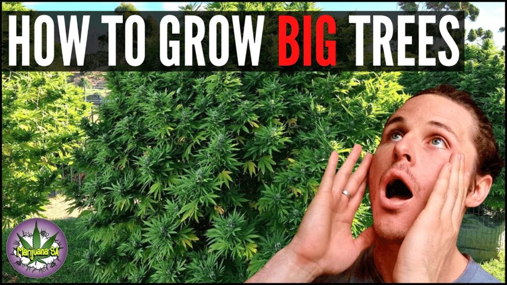 How to Grow Big Trees! | Top Cannabis Products, News and Info