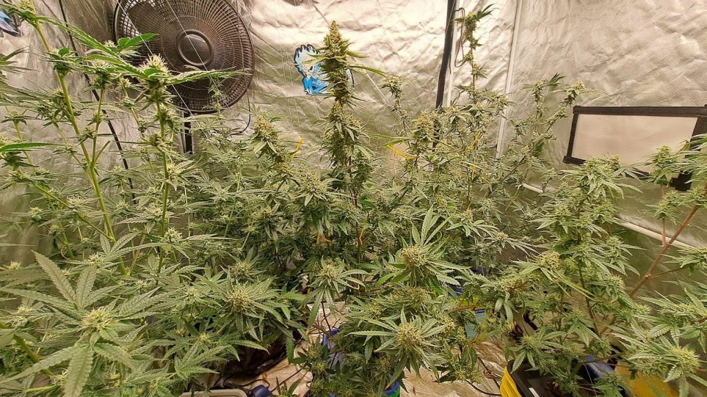 CANNABIS GROW IN MISSOURI. DWC. MARS HYDRO. ADVANCED NUTRIENTS. | Top ...
