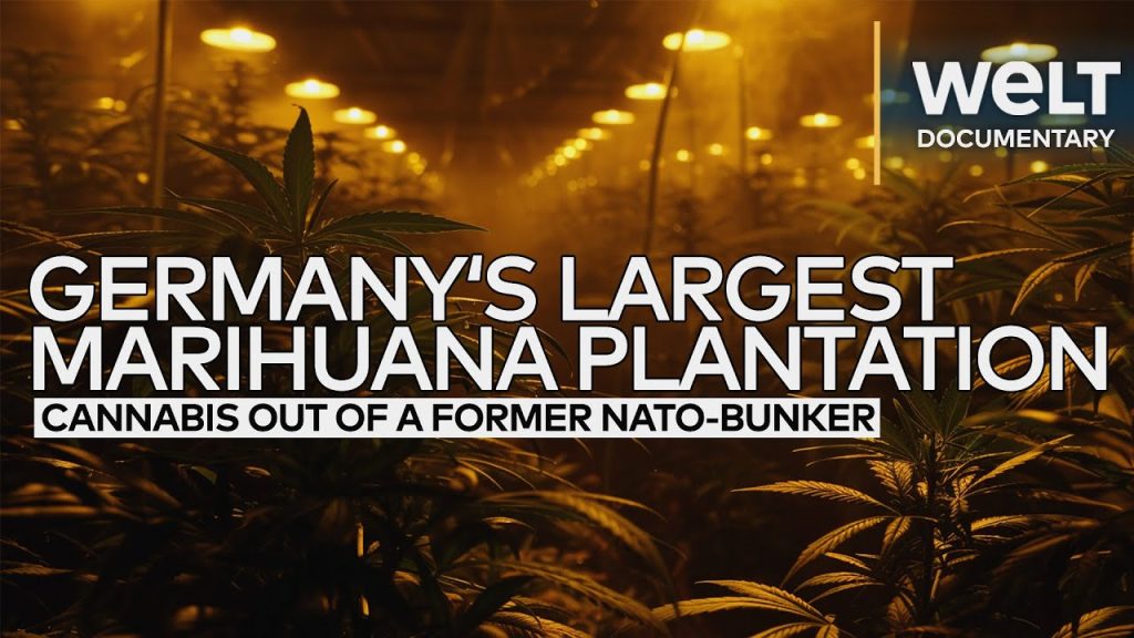 CANNABIS OUT OF A FORMER NATO-BUNKER: Germany’s largest, legal ...