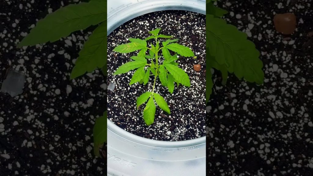 Update Sour Diesel Plants outside cannabis growing weed from seed # ...