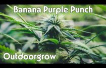 Grow CANNABIS in DayZ with EASY Workbench Guide! | Top Cannabis ...