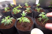 Grow CANNABIS in DayZ with EASY Workbench Guide! | Top Cannabis ...