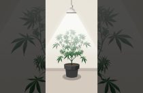 Grow Cannabis In Dayz With Easy Workbench Guide Top Cannabis