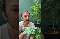 Grow Cannabis In Dayz With Easy Workbench Guide Top Cannabis