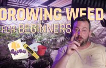 Grow Cannabis In Dayz With Easy Workbench Guide Top Cannabis