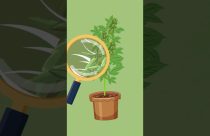 Grow Cannabis In Dayz With Easy Workbench Guide Top Cannabis